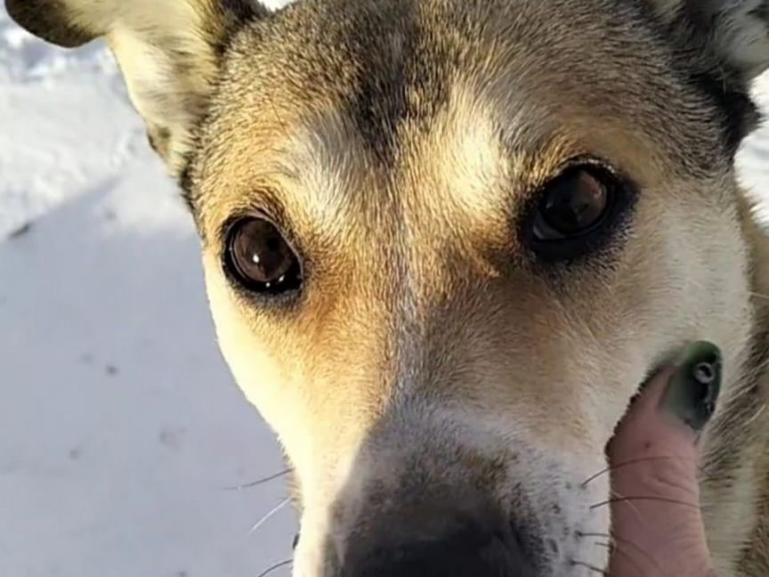 Преданная собака Дина