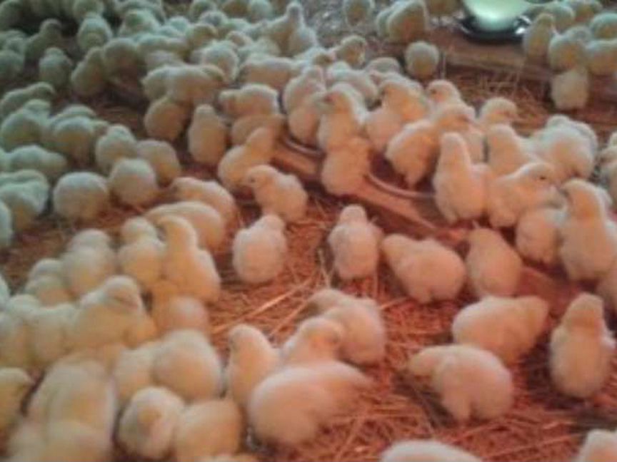 Цыплёнок-бройлерный,суточный