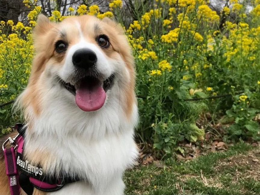 Собака Корги