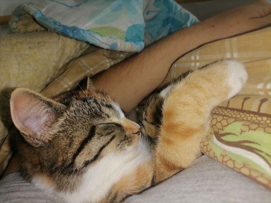 Котята в добрые руки бесплатно с доставкой