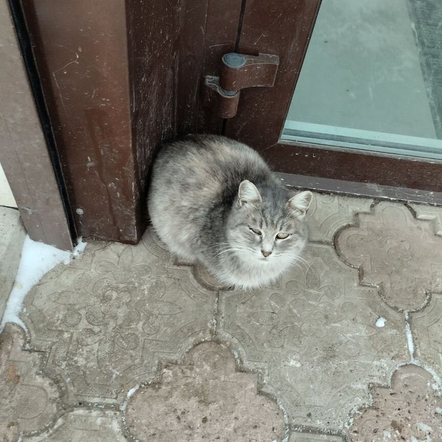 Кошки в добрые руки