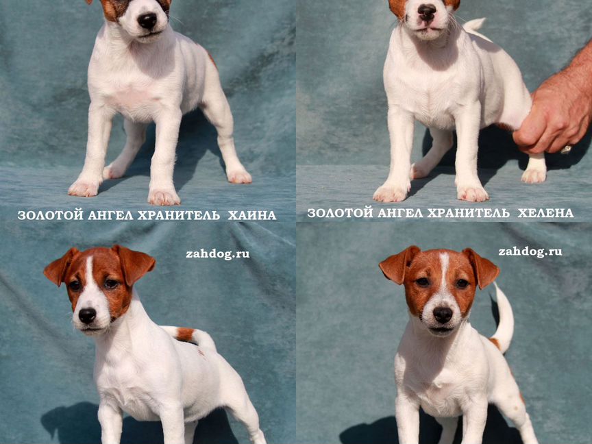 Джек Рассел Терьер подростки суки в совладение