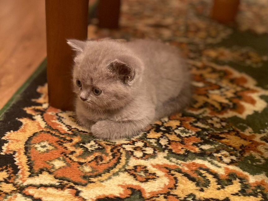 Шотландские прямоухие котята Ставрополь