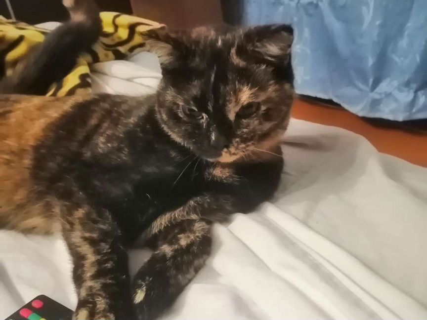 Ищу кота для вязки