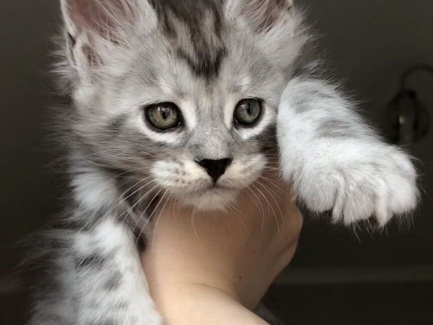 Котята мейн-кун шадед линия