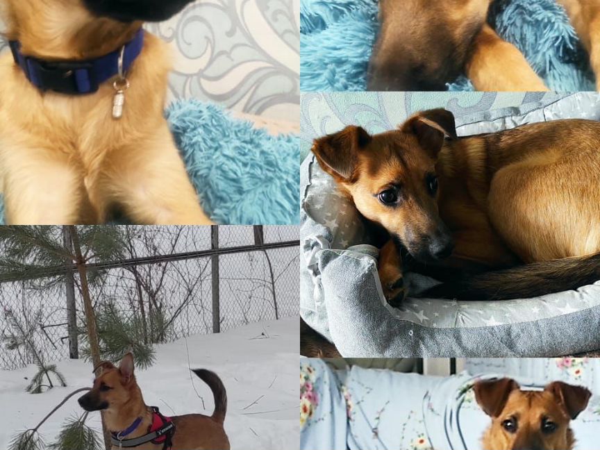 Нужна семья собаке