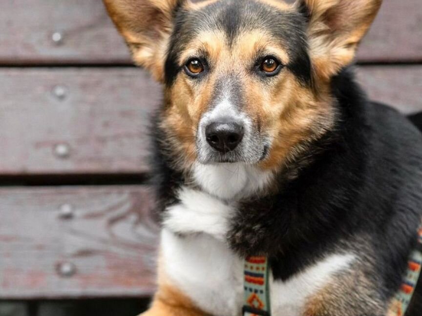 Собака в добрые руки