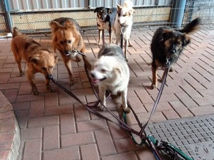 Собака в добрые руки