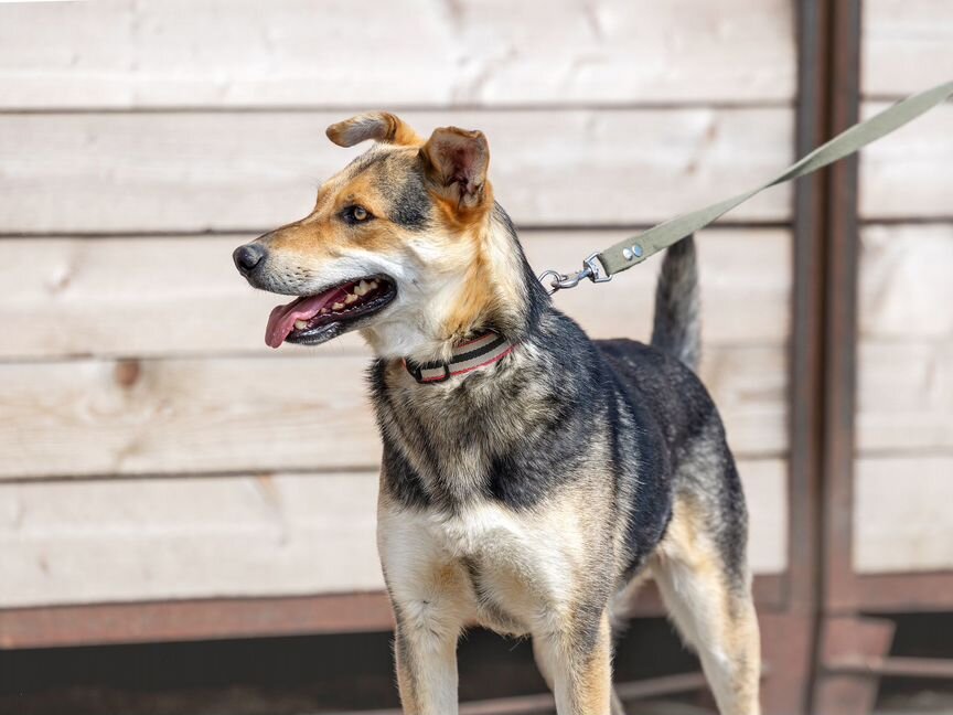 Собака из приюта в добрые руки