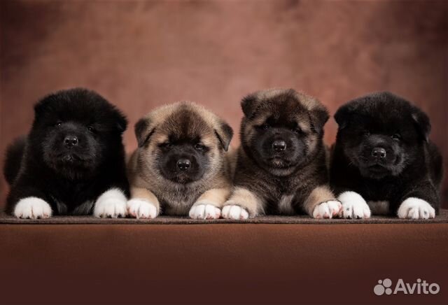 Щенки Американской Акиты купить в Самаре | Животные и зоотовары | Авито