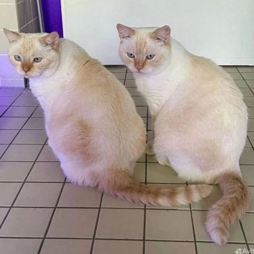 Котики в поисках дома