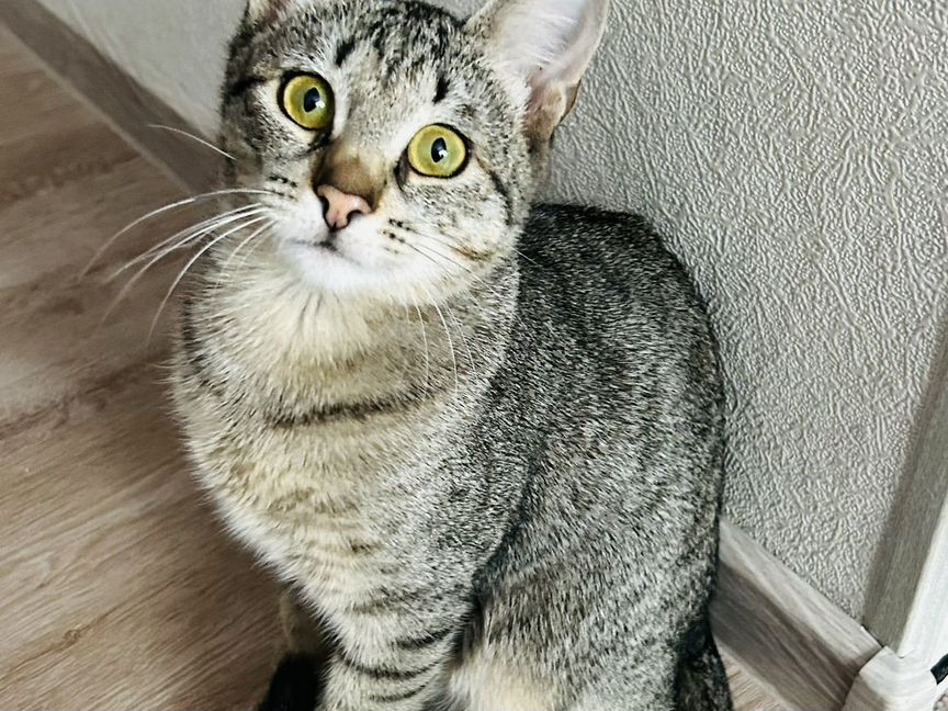 Милая кошечка ищет дом