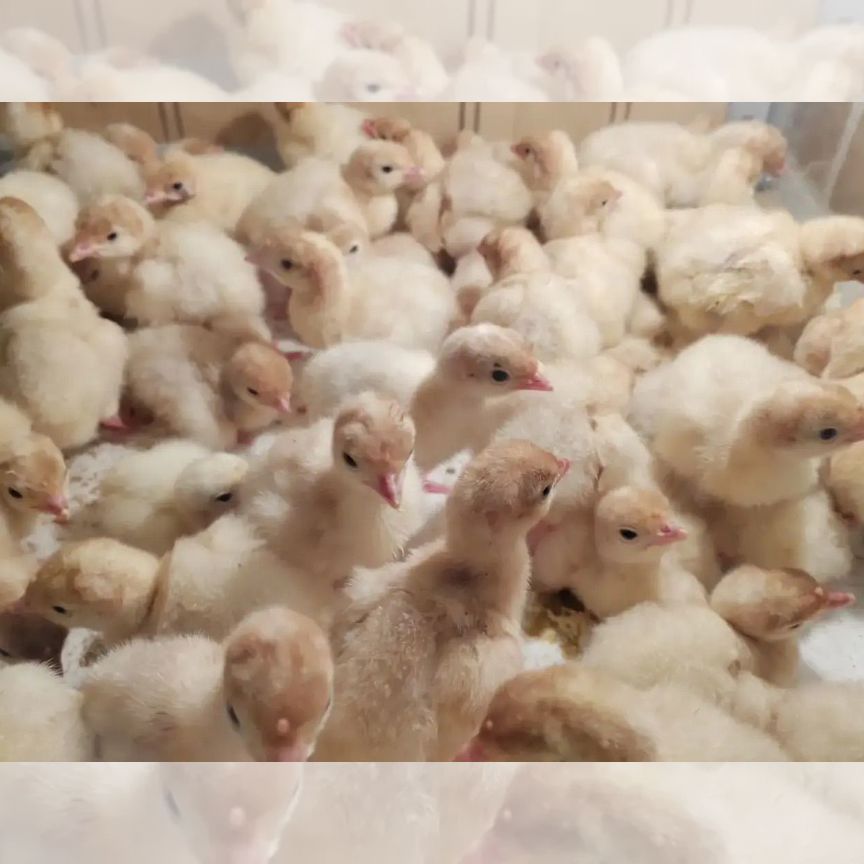 Индюшата хайбрид конвертер