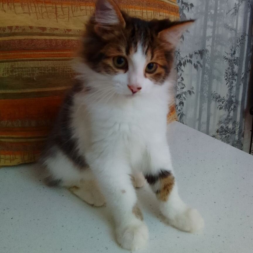 Котята курильского бобтейла