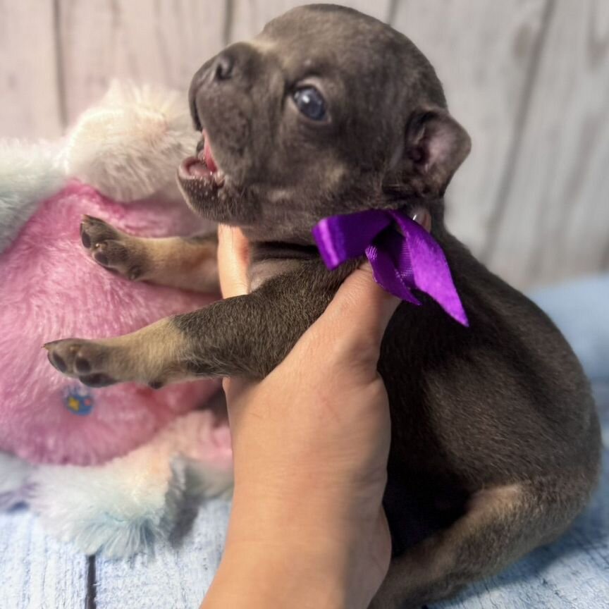 Французский бульдог, щенок