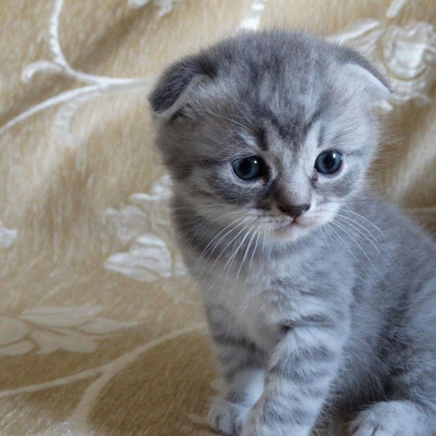 Шотландский плюшевый мальчишка