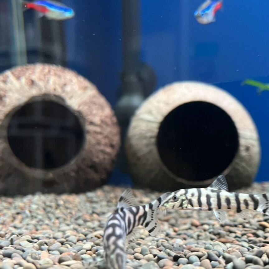 Боция мраморная