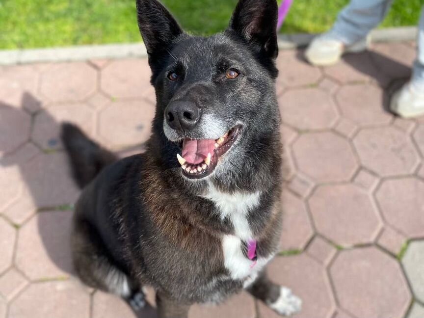 Собака в добрые руки