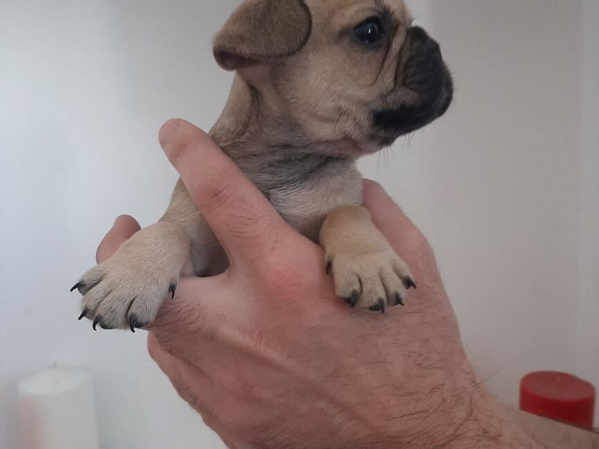 Французский бульдог щенки