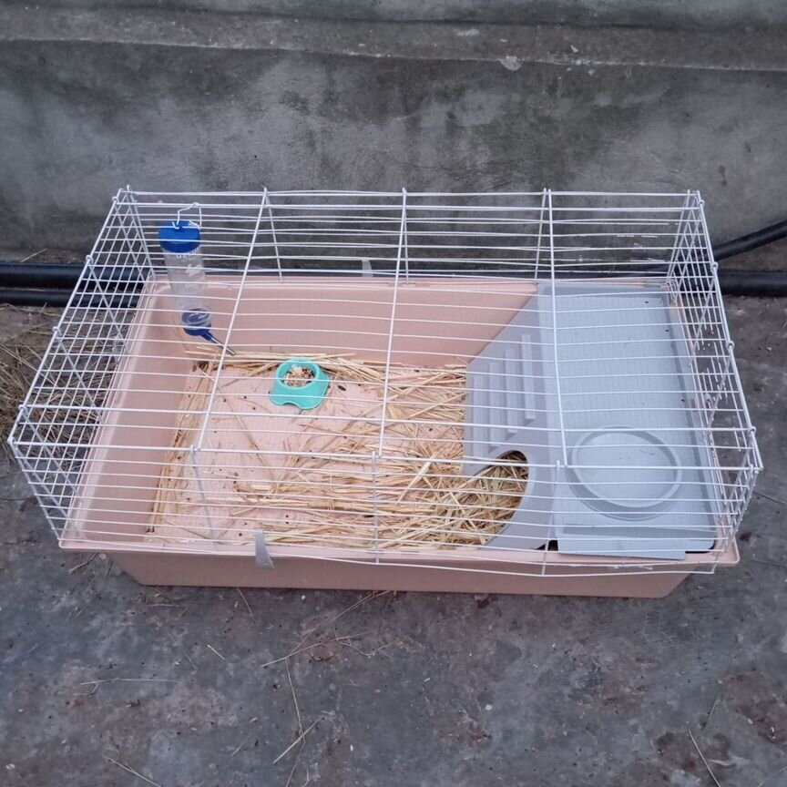 Клетка