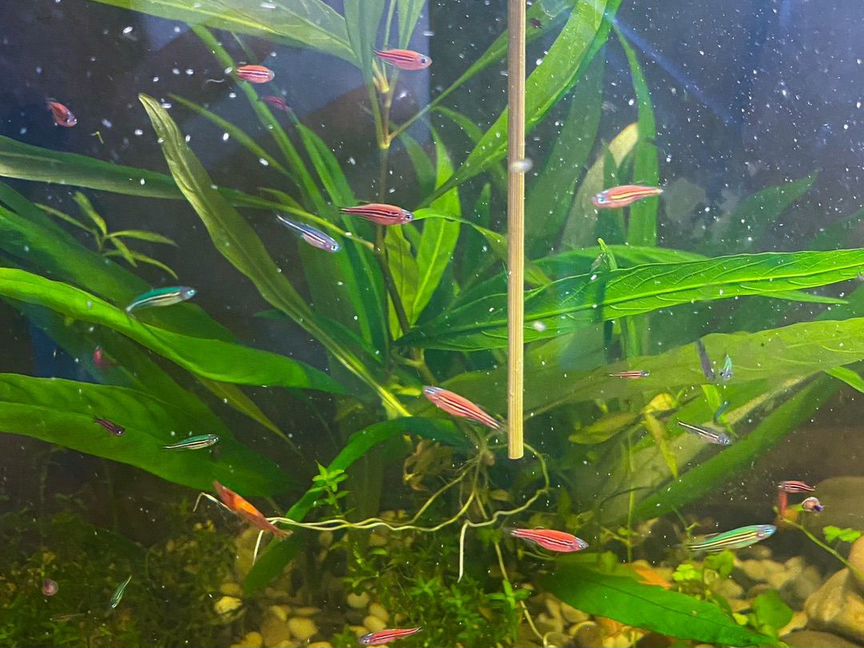 Подращенные мальки Данио