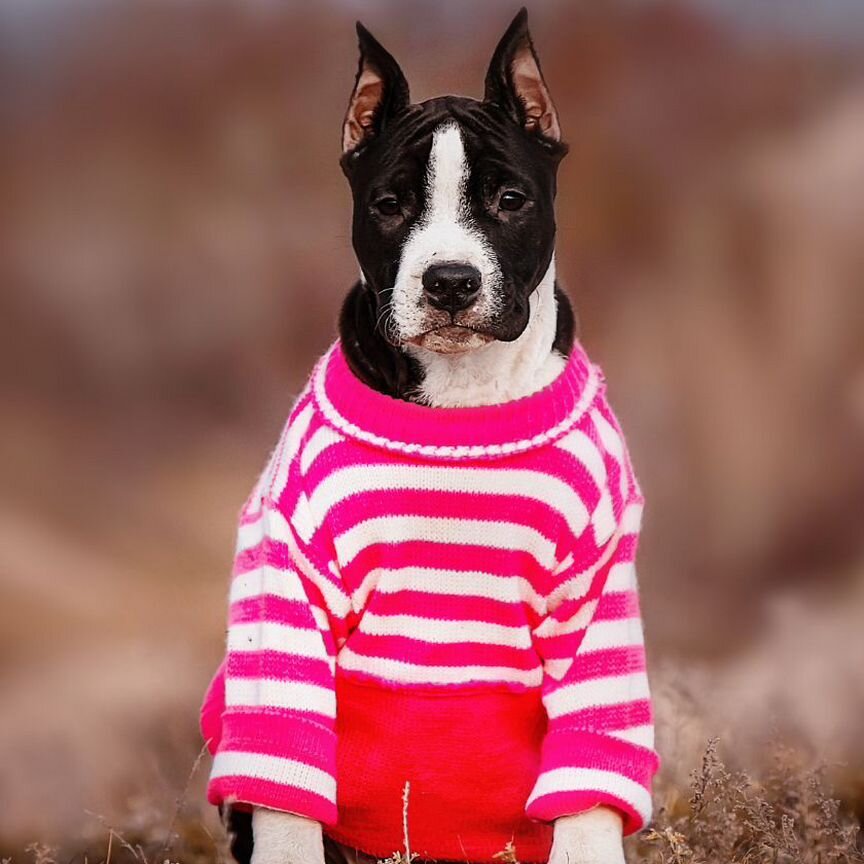 Американский стаффордширский терьер, щенок