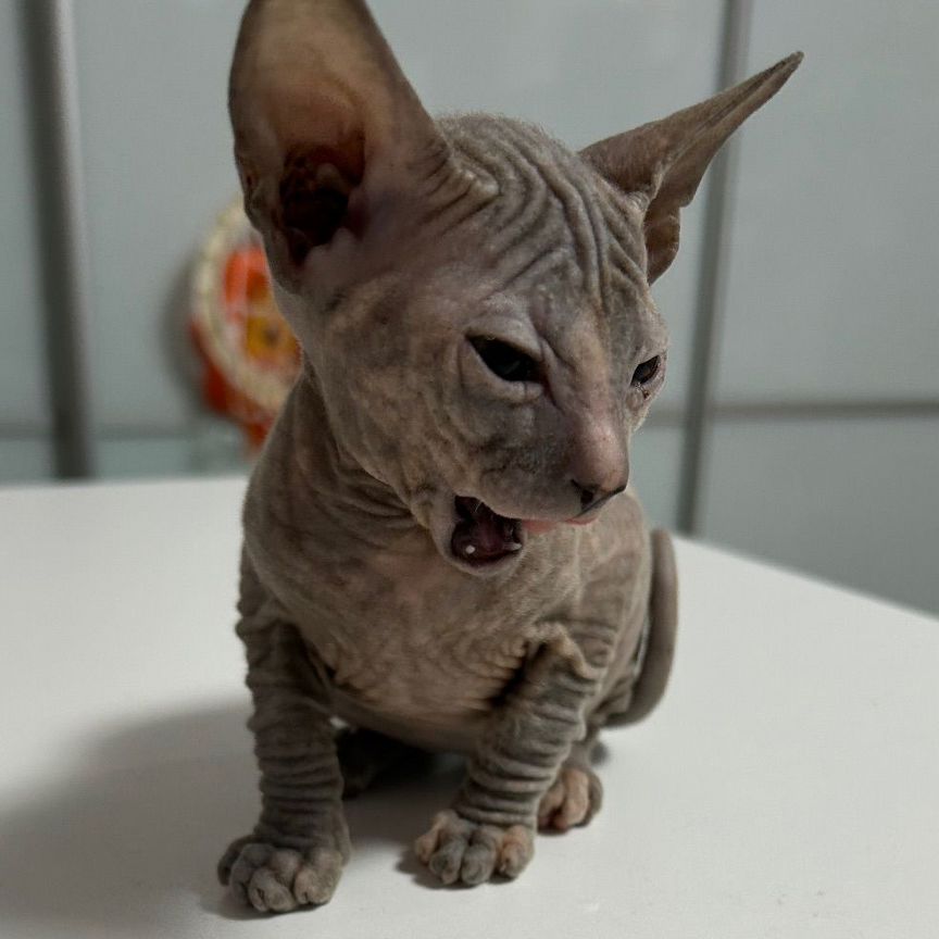 Донской сфинкс котёнок