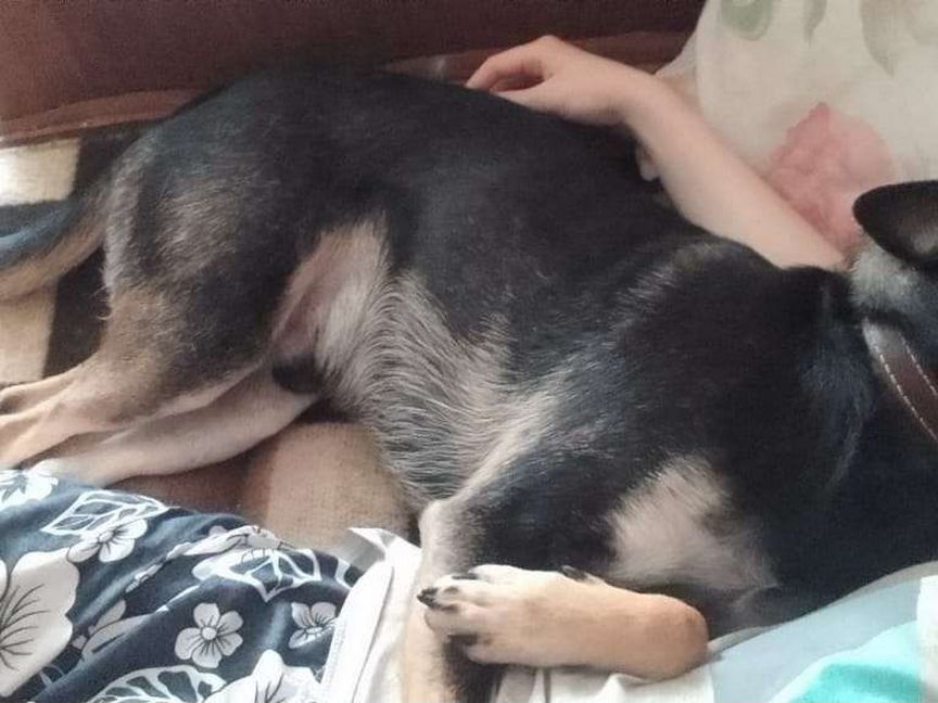 Ласковая собака в добрые руки