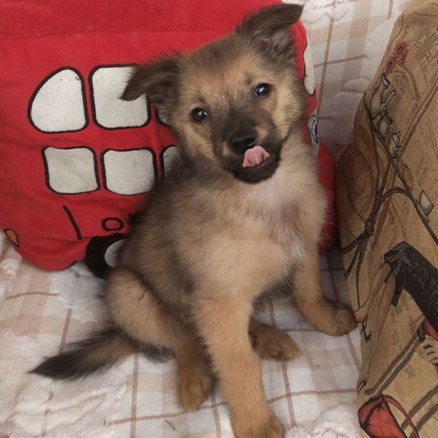 Щенок 2.5 месяца