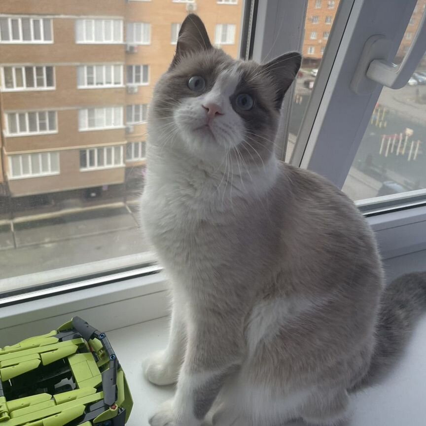 Кот Сноу Шу