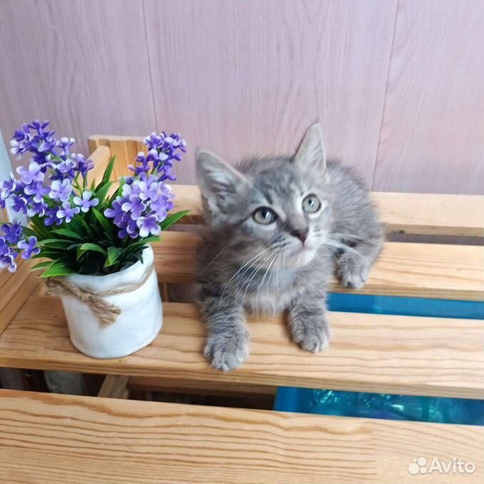 Дымчатая малышка, 2 месяца