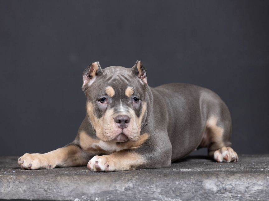 Американский булли