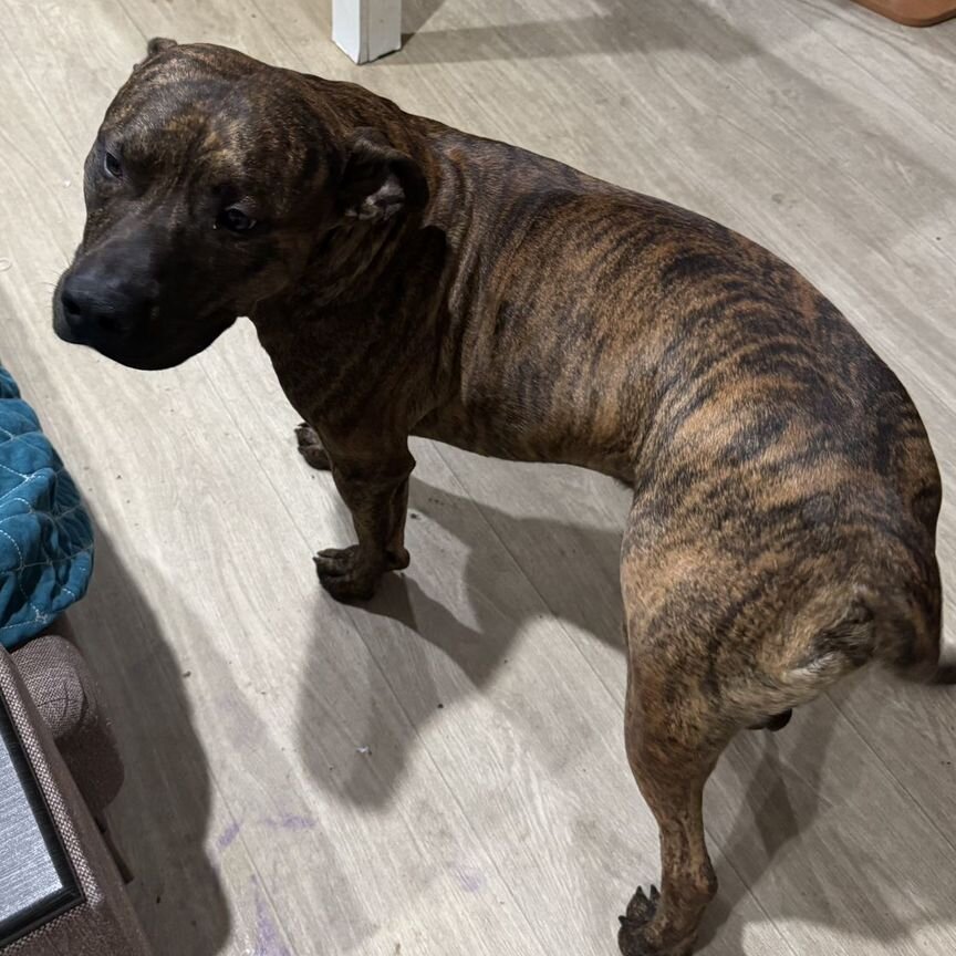 Стаффордширский бультерьер, взрослый пёс