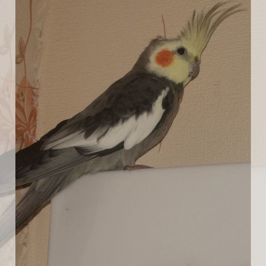 Попугай корелла