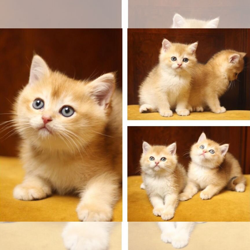 Британский короткошёрстный котёнок