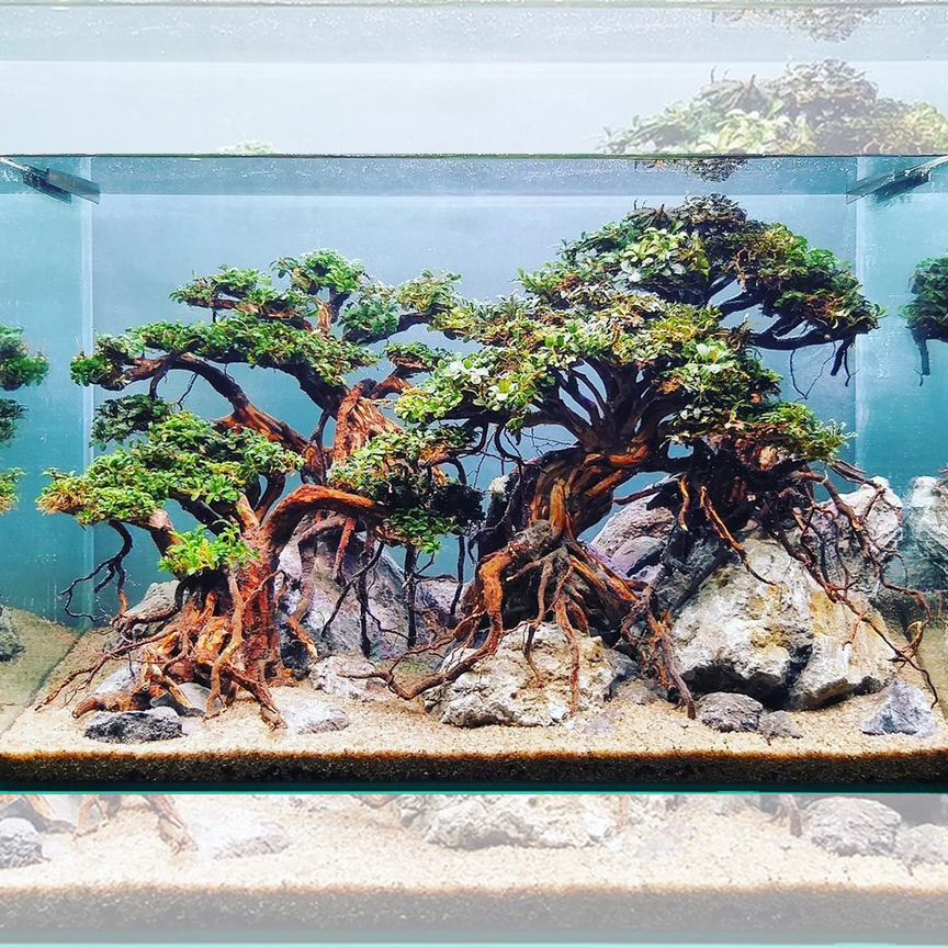 Композиция для аквариума, оформление, бонсай