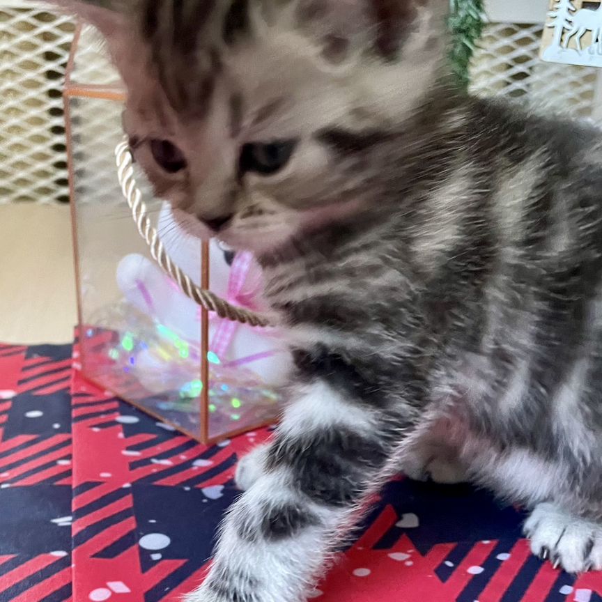 Шотландский прямоухий длинношёрстный котёнок