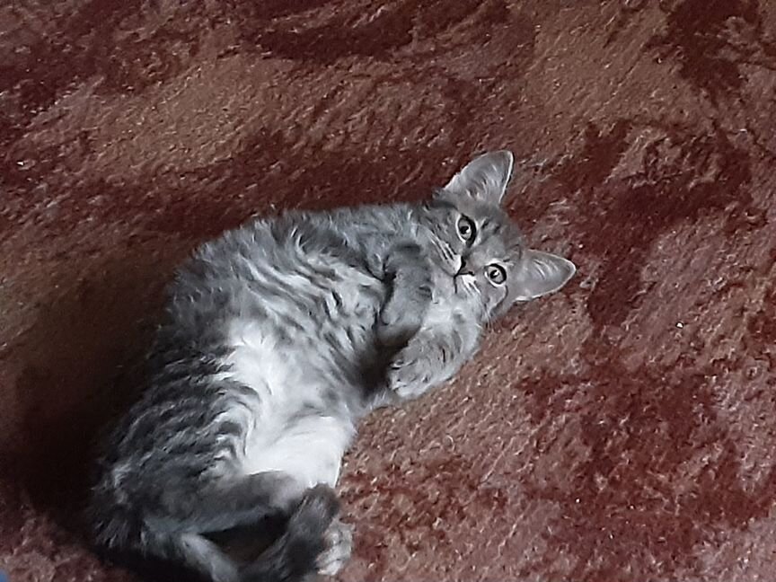 Отдаю котёнка из культурной семьи кошек