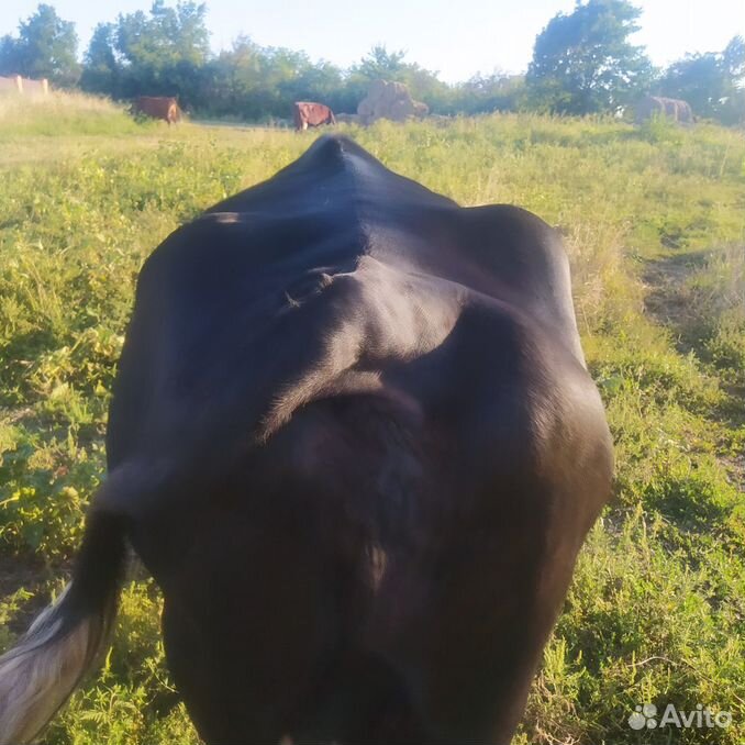 Корова молочная