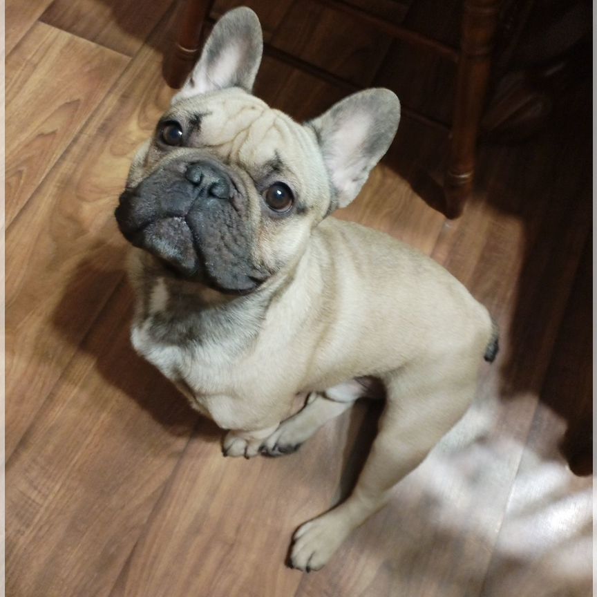 Французский бульдог, щенок