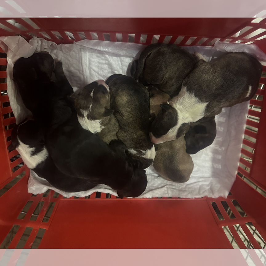 Мини-бультерьер, щенок