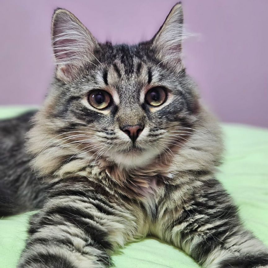 Сибирский котенок мальчик бесплатно