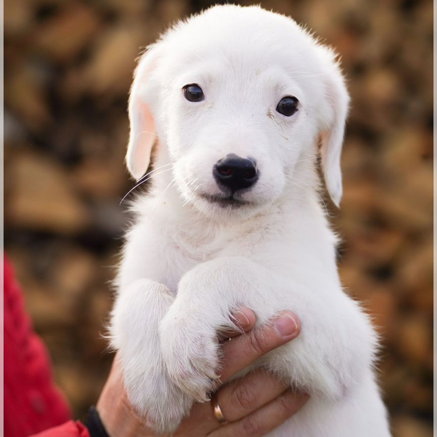 Щенок в добрые руки