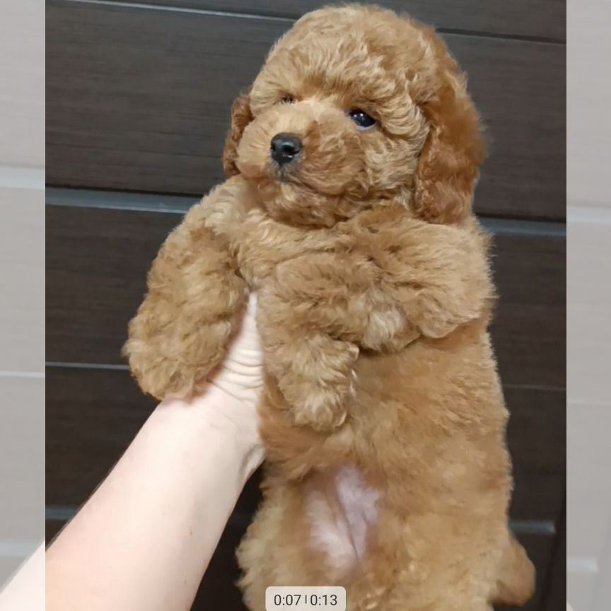 Той-пудель, щенок