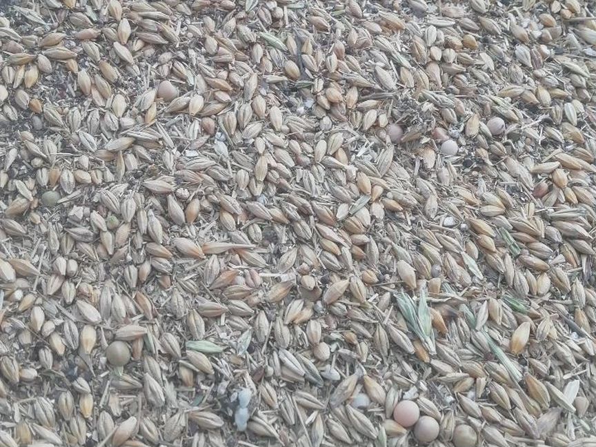 Ячменые корма