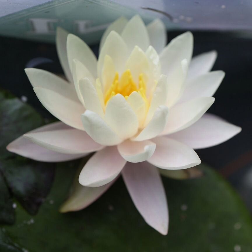 Нимфея   аквариум и другие растения