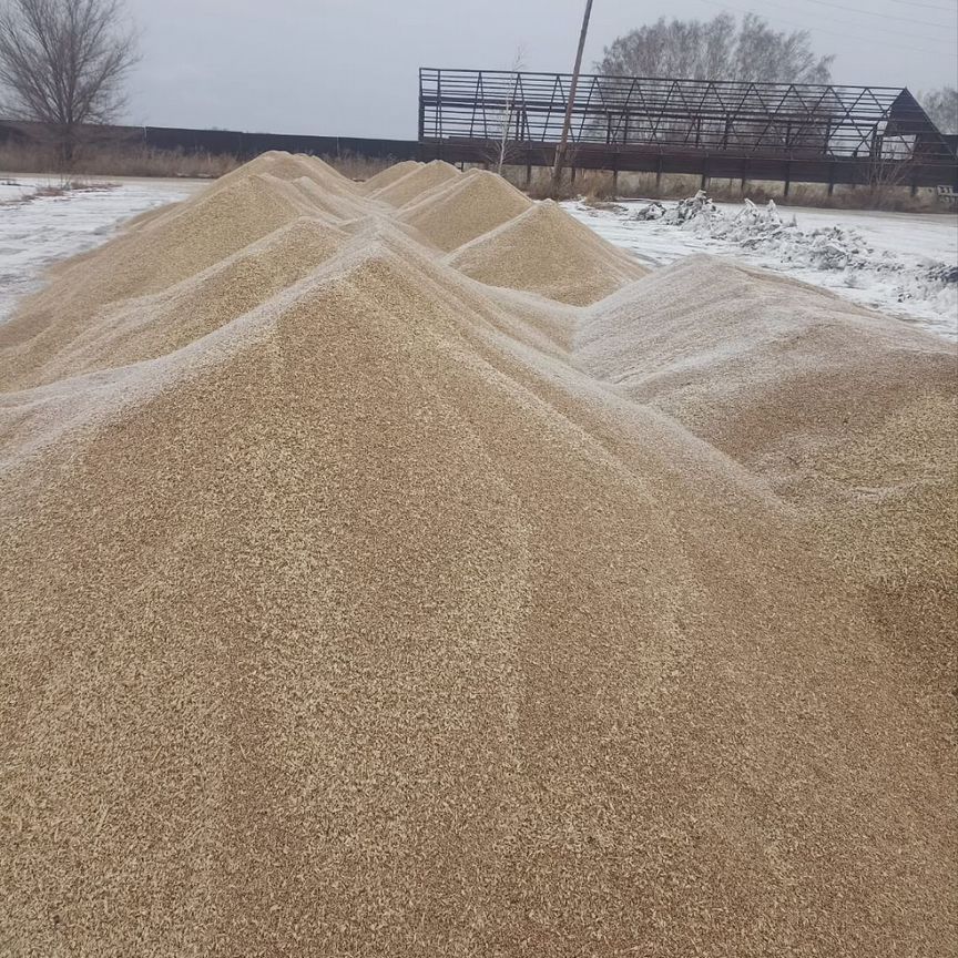 Зерно пшеница