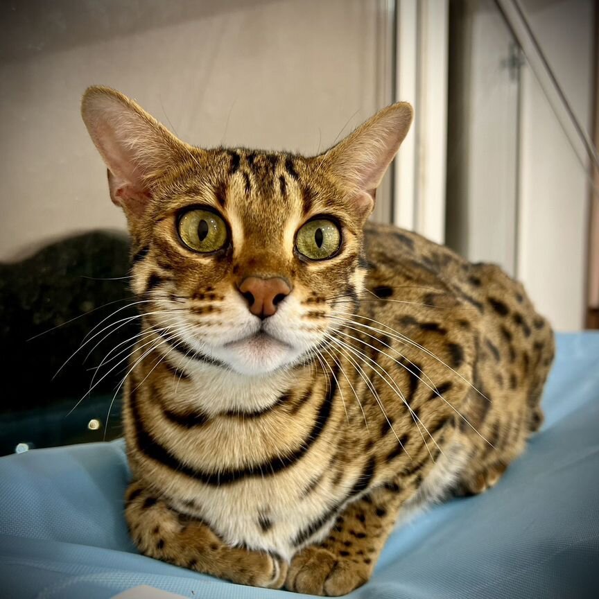 Бенгальская ф1