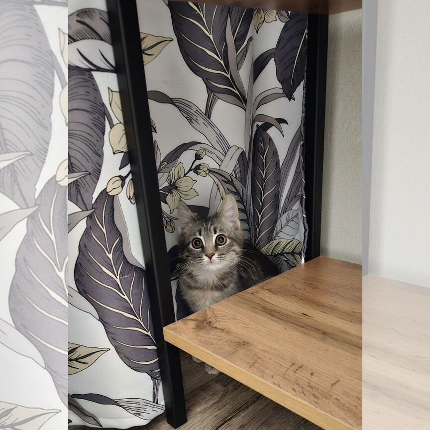 Котенок девочка   когтеточка большая в подарок