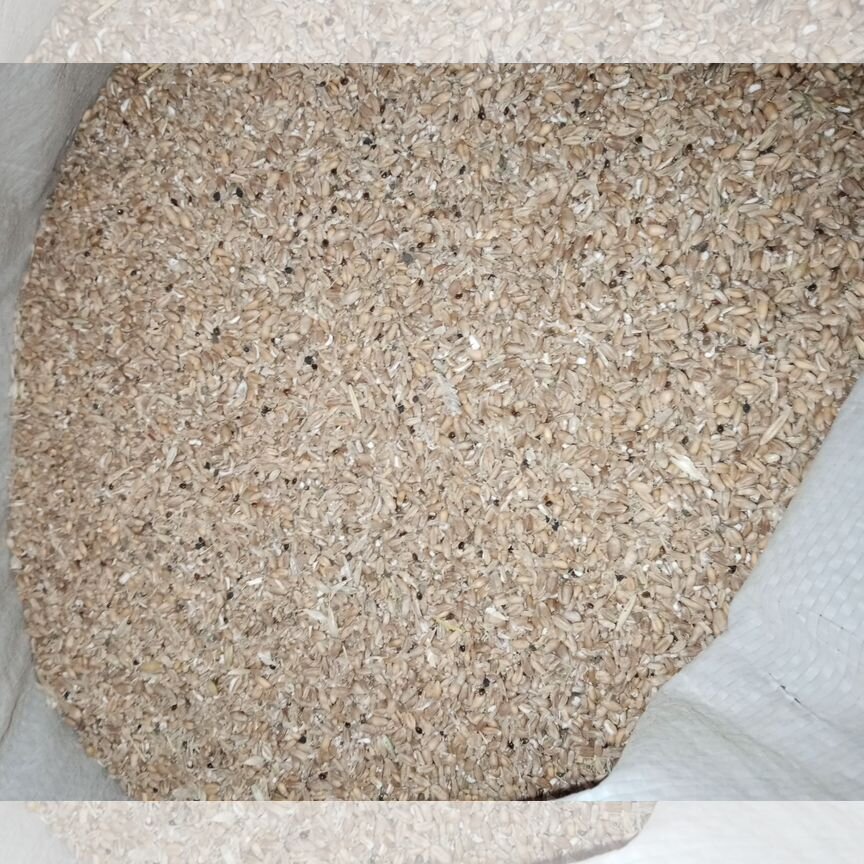 Зерно пшеница